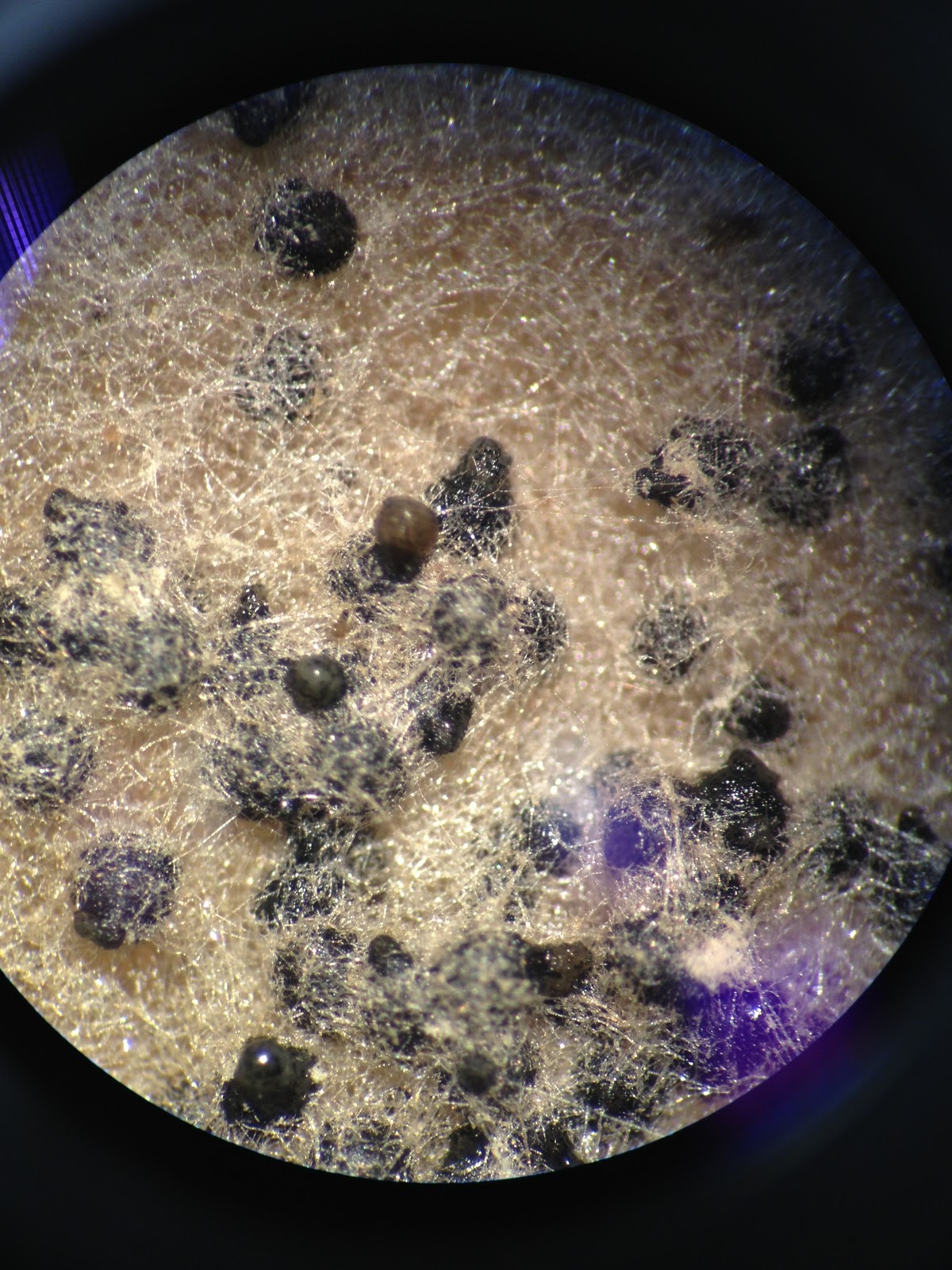 PLPA631 Ginger_Shan Jiang: 20121017 Lab 7 Continuation of N. crassa ...