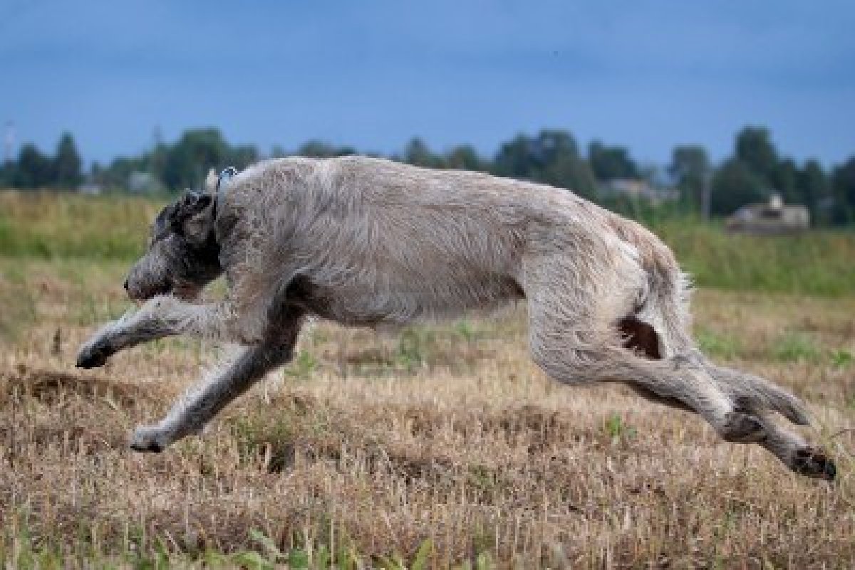 View topic - Lost in Paradise | Dog Romance Roleplay | semi-lit | open ...