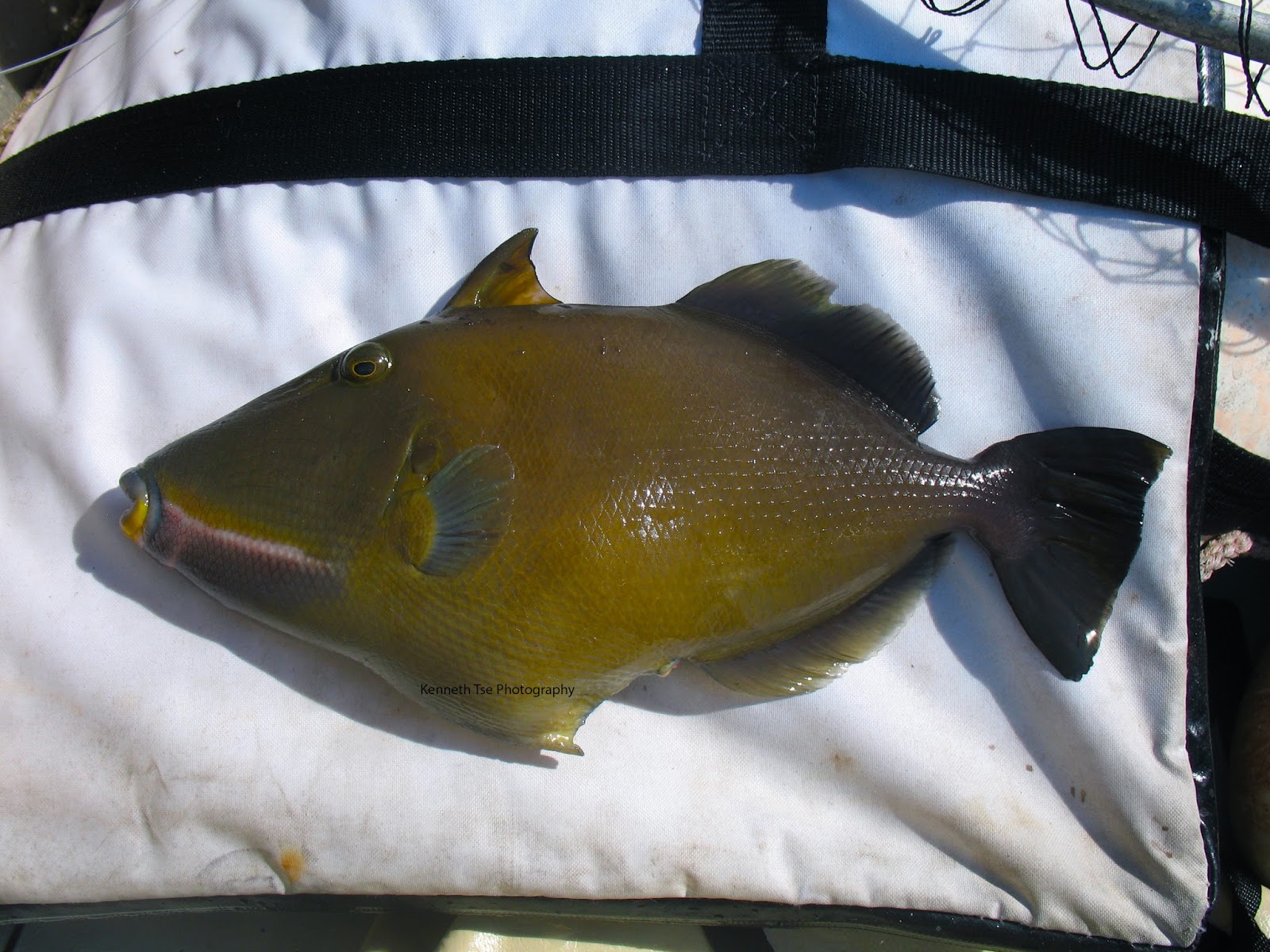 Hawaii Bottom Fish Species