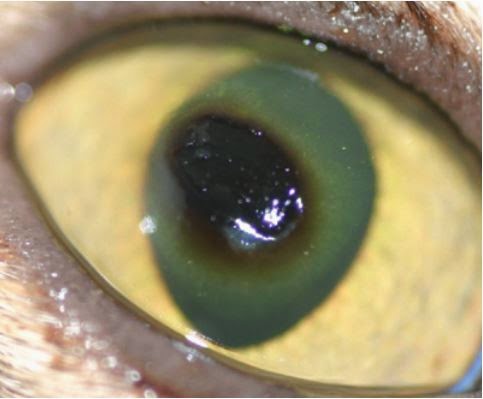 Eye Opener: Pathology - Companion animals