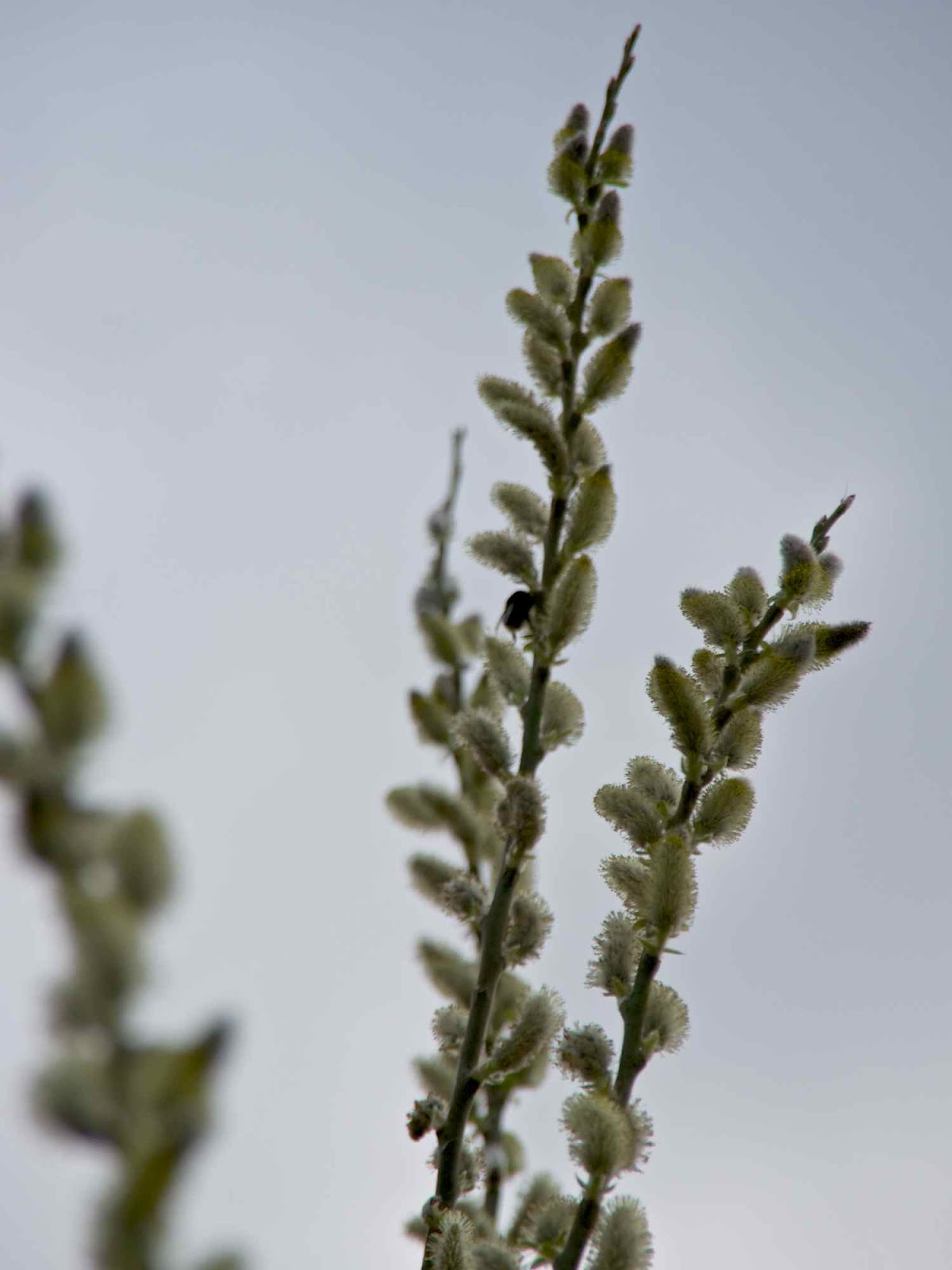 Photographer's Garden: The First Bee of Spring