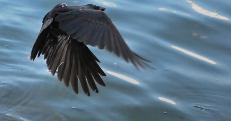 White Wolf : Crows and humans share the ability to associate positive ...