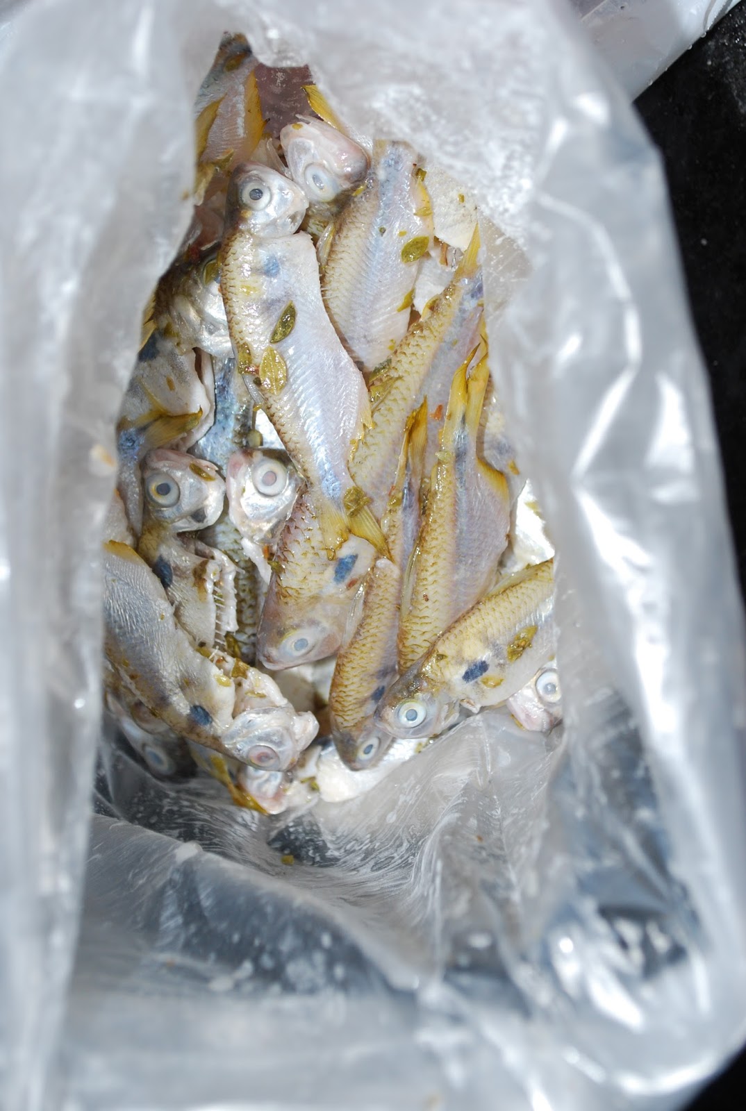 Pescaria de dicas: Como preparar Lambari frito