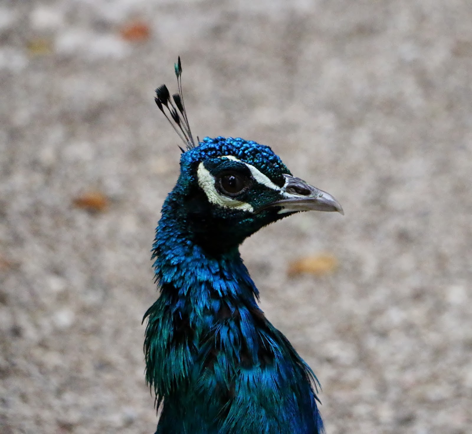 Voando na Natureza: Pavão