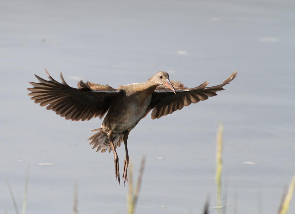 Jo's Morning Walk: Ridgway's (formally California Clapper) Rail