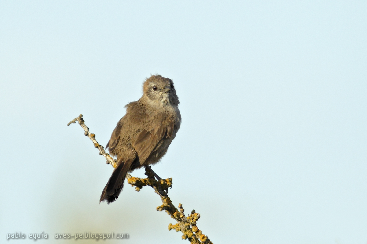 mis fotos de aves: Pseudasthenes patagonica Canastero Patagónico ...