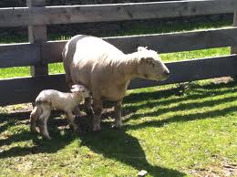 Suzanne and Michael Are Getting Married: My Classic Tranquil Country ...