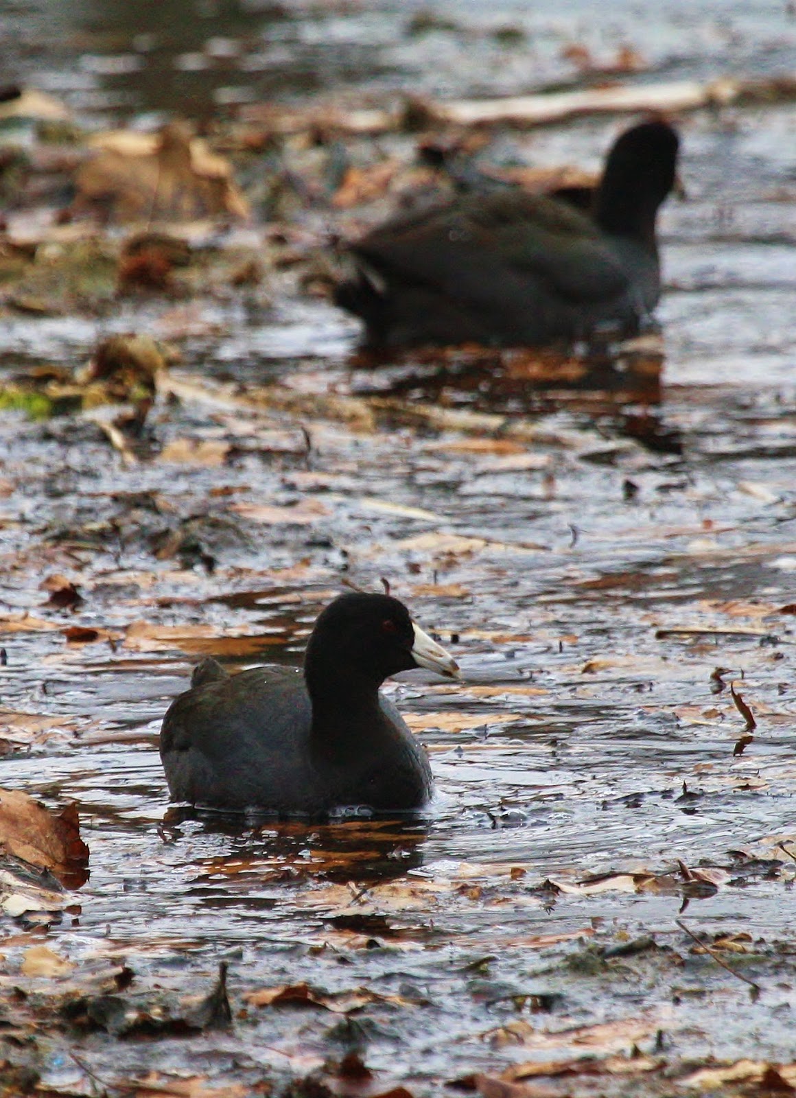 Natural Mid-Atlantic : Coots-in-Big-Boots