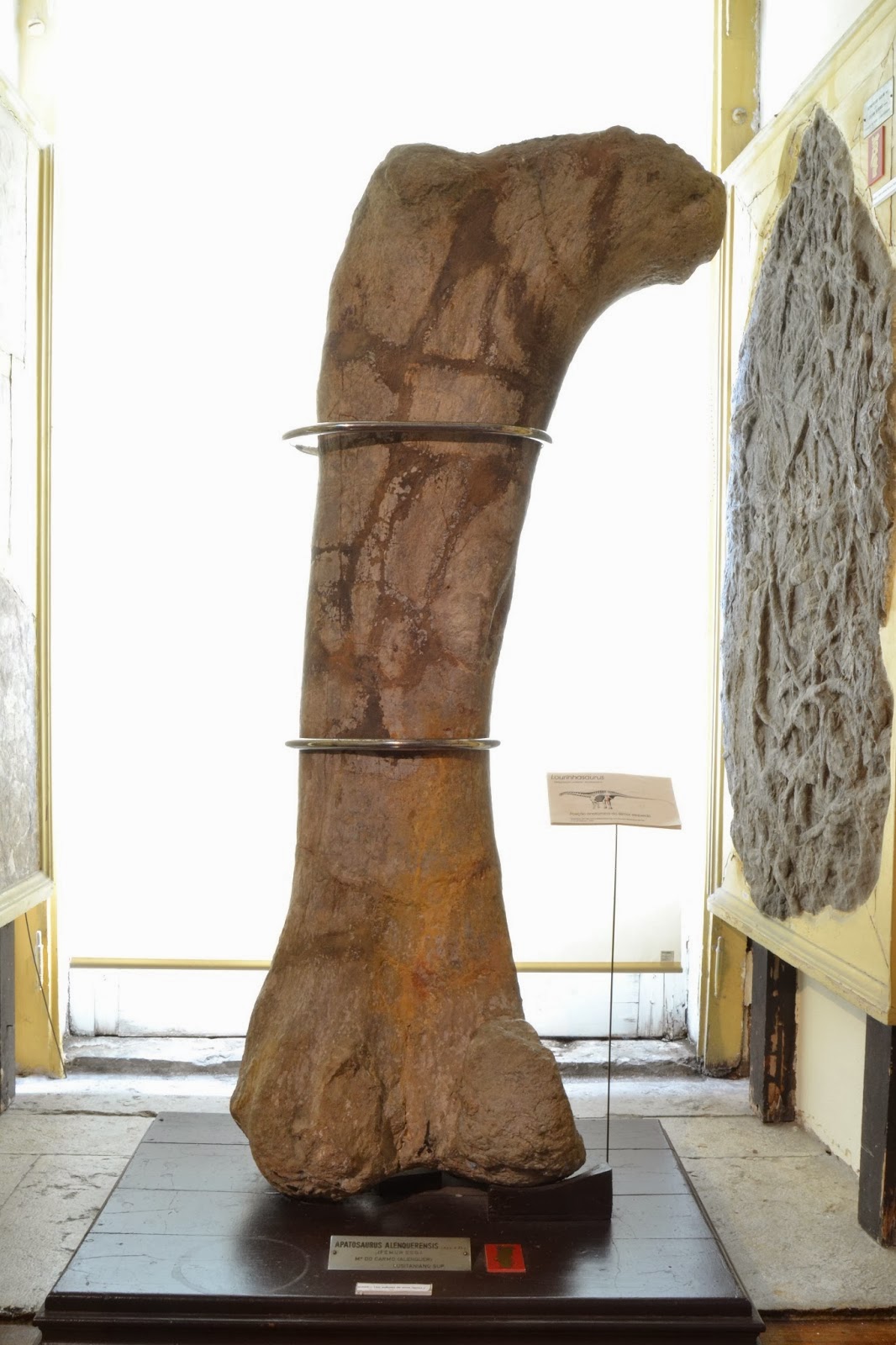 SOCIEDADE DE HISTÓRIA NATURAL: Lourinhasaurus alenquerensis: o retorno ...