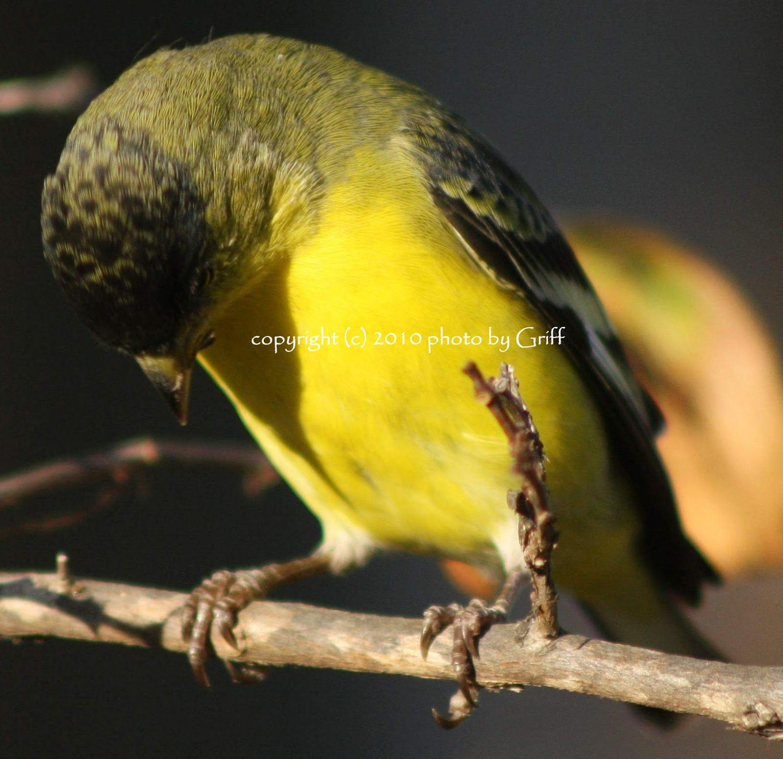Griff's Bird Photos: Goldfinch (Western Lesser)