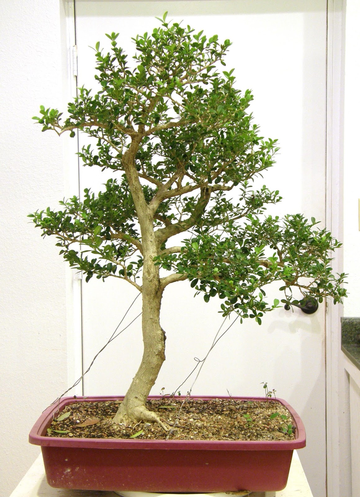 Heart of Texas Bonsai: Japanese Boxwood #3 - the Cemetary Boxwood