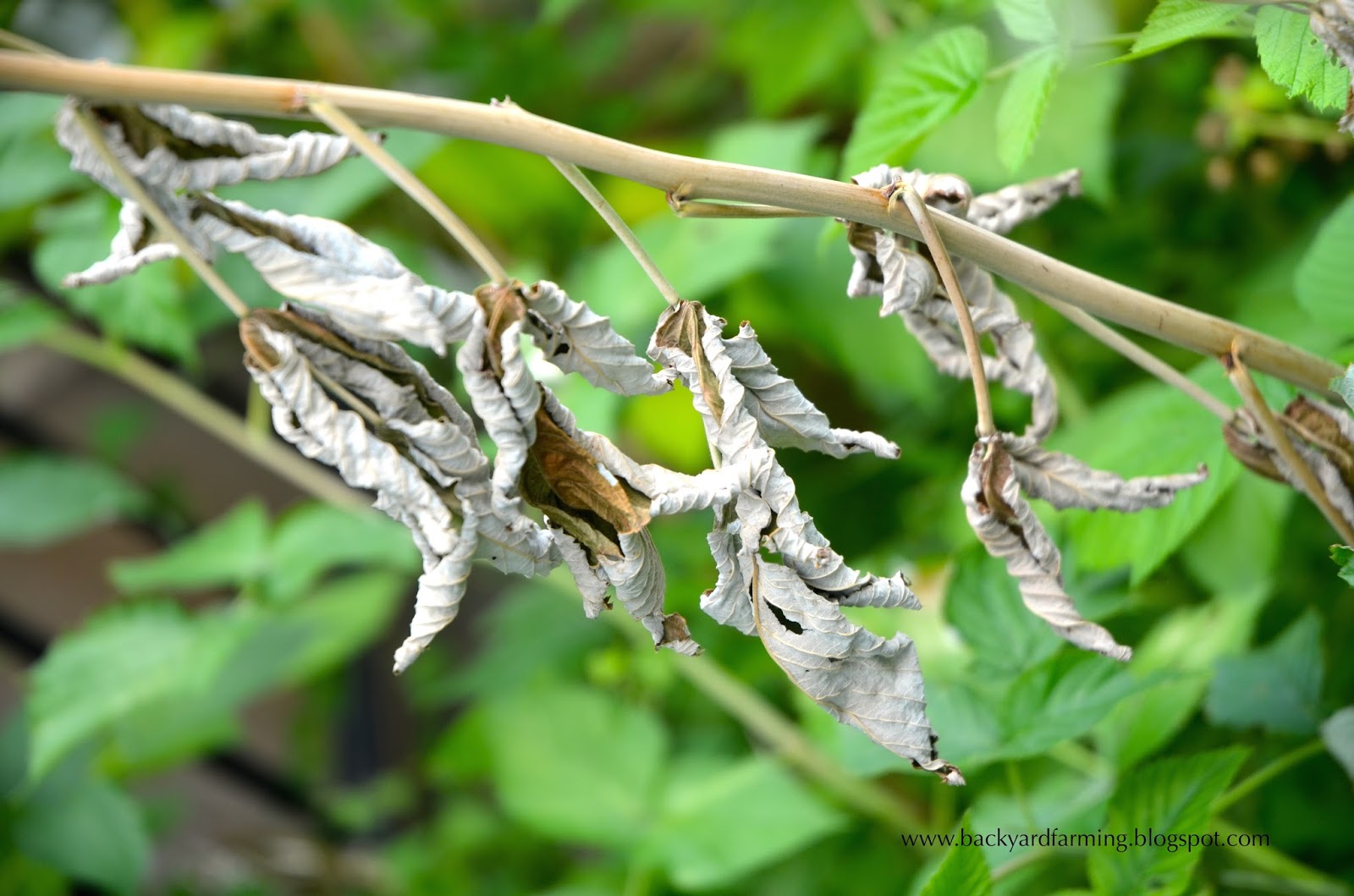 Backyard Farming: CSI: Raspberry patch