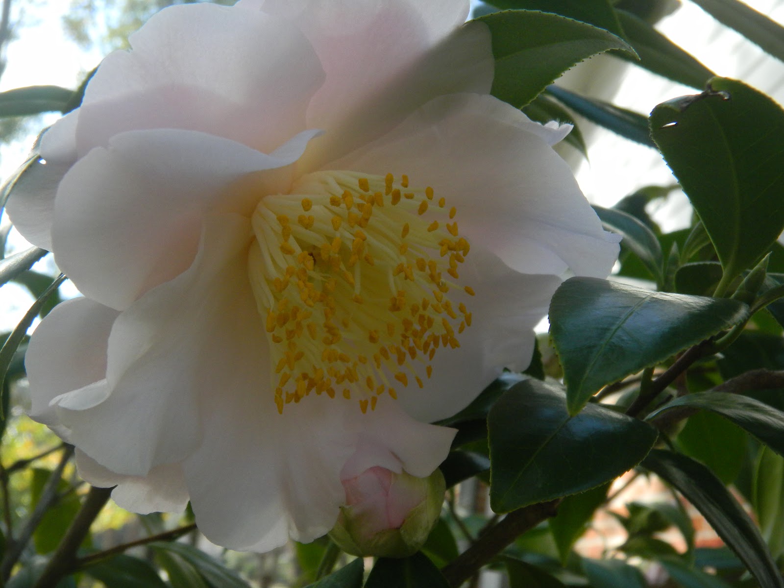 The Traveling Gardener: Camellias in Bloom