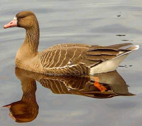 Greater white-fronted goose images | Birds of India | Bird World