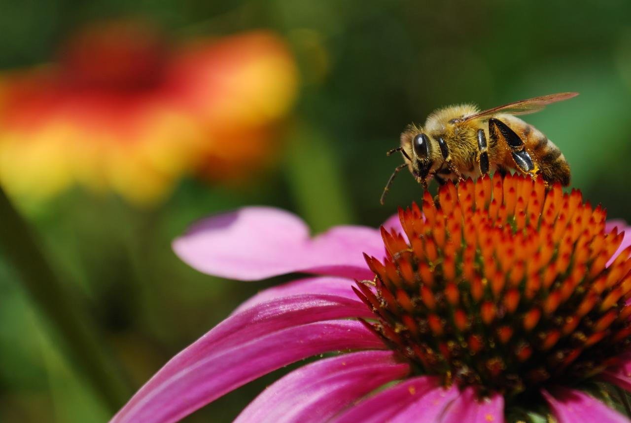 Homestead Revival: How Beekeeping Has Changed