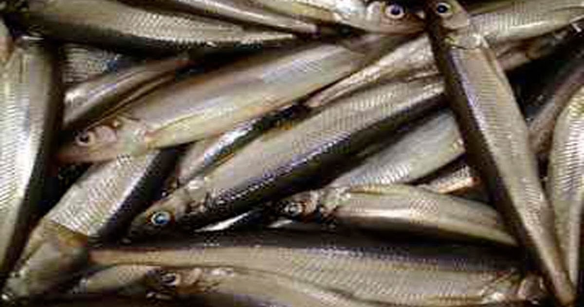 The Maine Outdoorsman: It is TIME to Try Smelting!