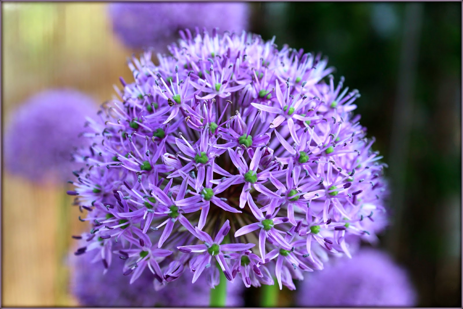 Through Carol's Lens: In the Allium Family