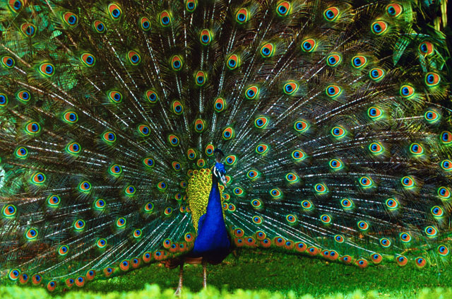 Flash sul mondo ... di tutto, di più: Il mito greco del pavone