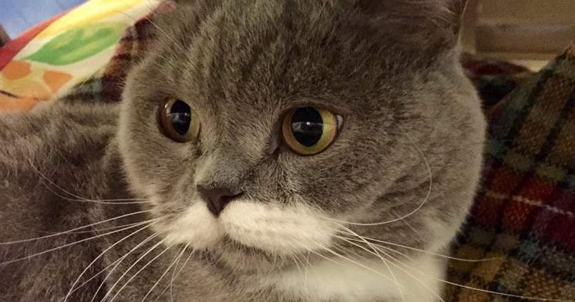 Pisici Amuzante, Pisoi Haiosi Vedete cu poze pe Instagram: Citronnelle ...