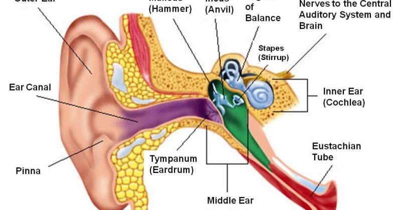 Struktur Telinga Sebagai Indra Pendengaran - Biologi Edukasi: Belajar ...
