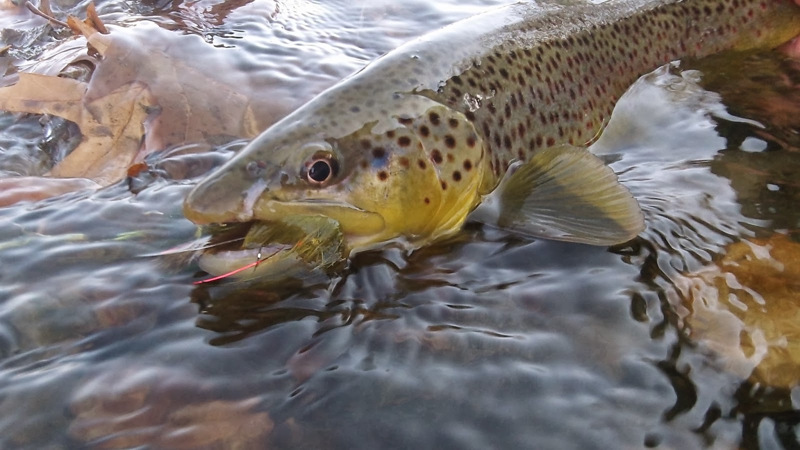 Currents: Swinging for Trout