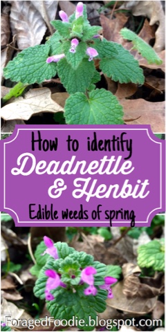 The Foraged Foodie: Deadnettle and Henbit: two edible, medicinal herbal ...