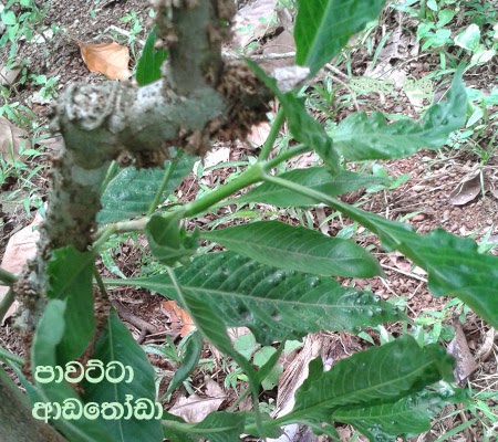 Hela osu: පාවට්ටා (pawatta)