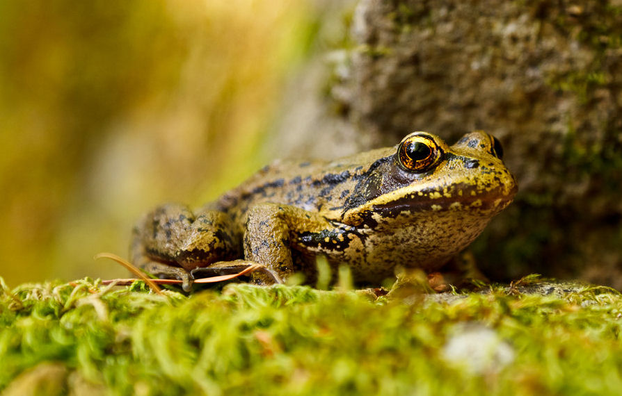 Frogs photos - Fotos de ranas
