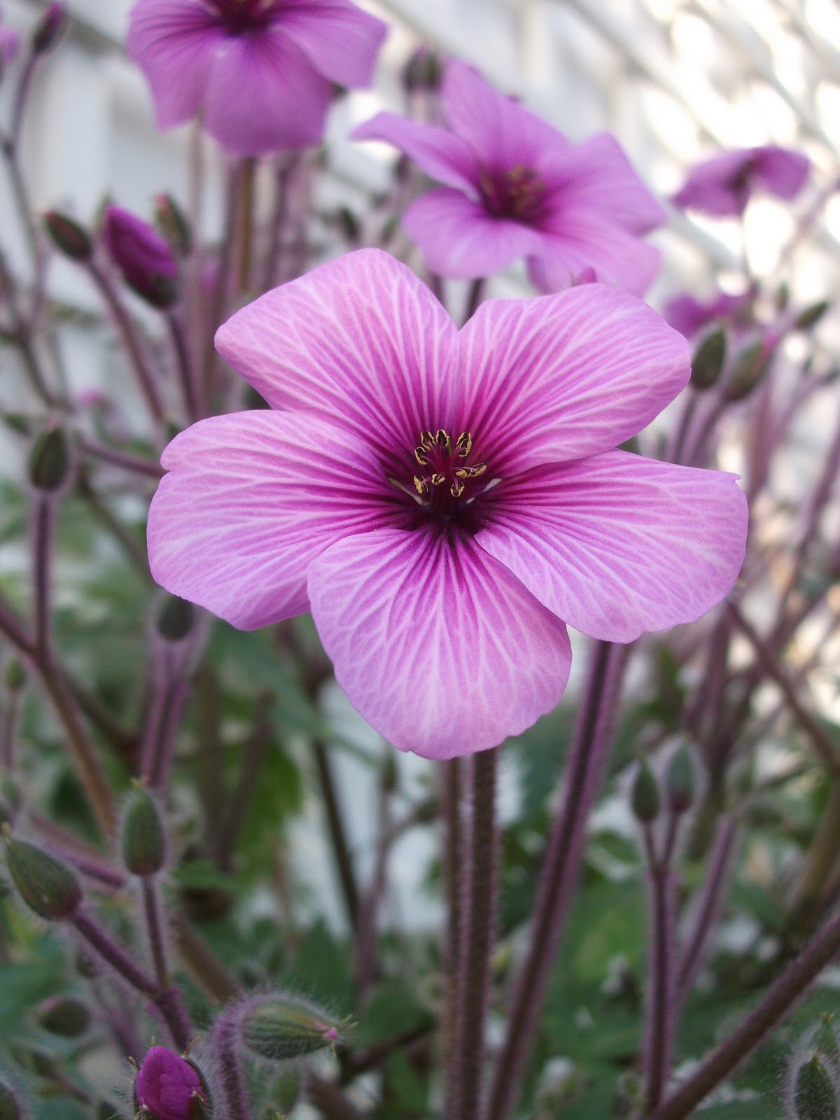 What ho Hidcote!: Geranium madarense