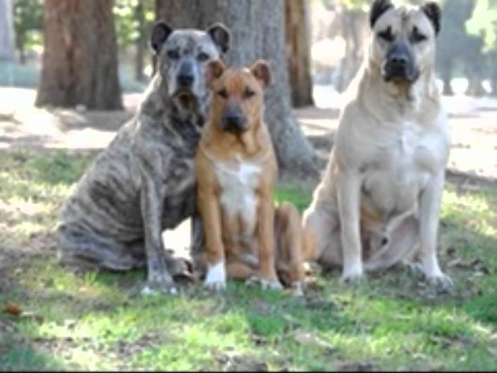 Uruguay y sus curiosidades-Uruguay and its curiosities: The Cimarron ...