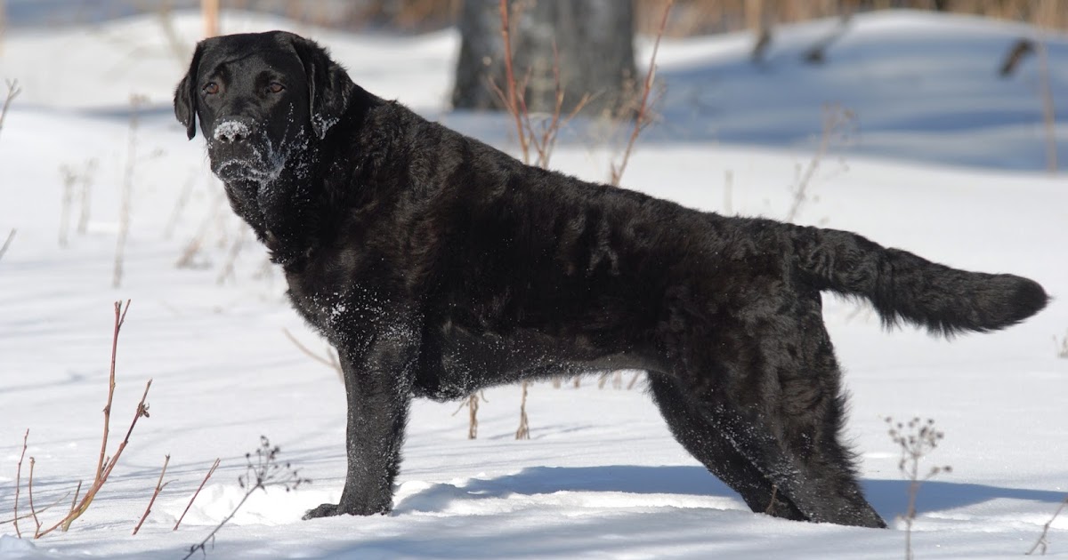 Pimpula, Passo ja Pondi - elämää labradorien kanssa: Taikuri