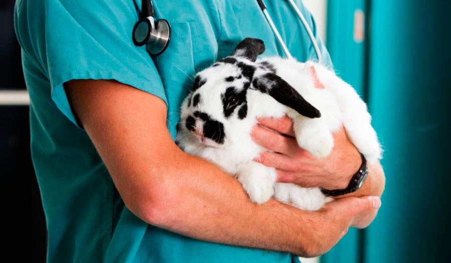 Sanidad en el conejar