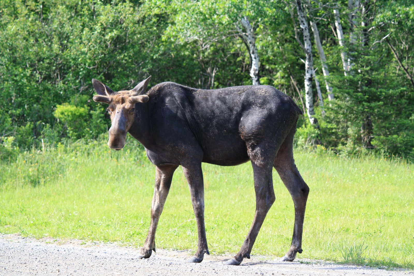 Posted by Maine Moose Tracks at 4:40 PM