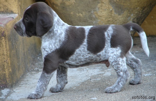 Pointer Pupy HD Wallpaper Free Download | All About Dogs