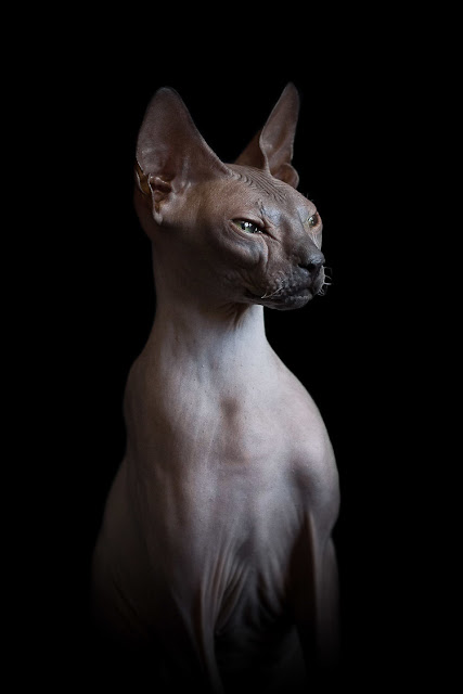 White Wolf : Unique beauty of furless Sphynx cats are captured in ...