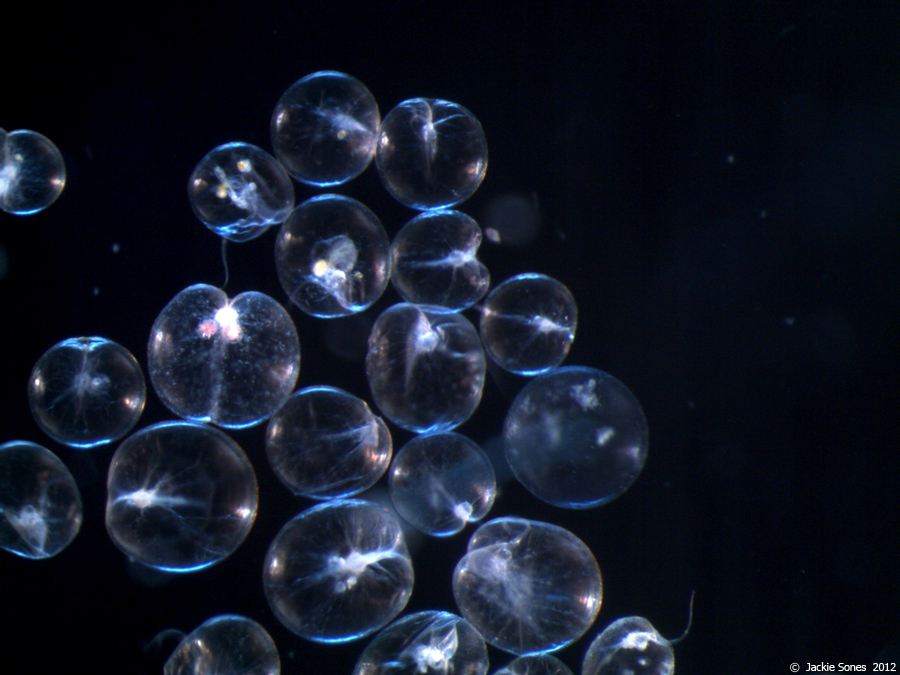 The Natural History of Bodega Head: Meet Noctiluca