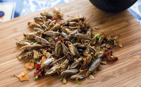 Nasce "Insecta": il primo allevamento di grilli italiano