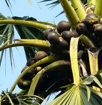 Mengenal Buah Siwalan dan Manfaatnya Bagi Manusia | 1001 Catatan, Cara ...