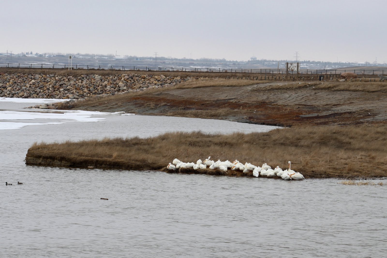 Still Life With Birder: Rafferty Dam