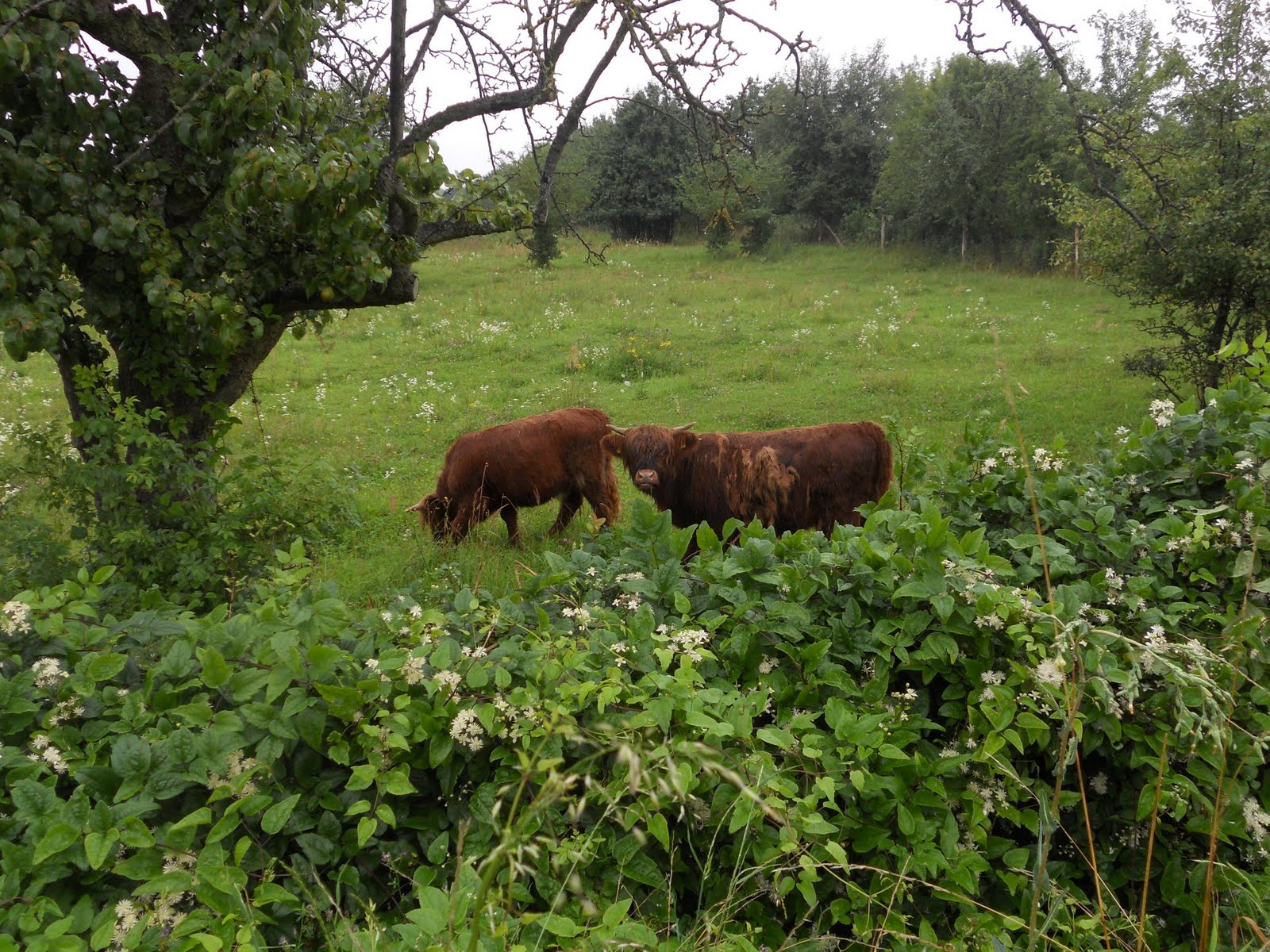 Back to Berlin...and BEYOND: Adopting a Pet in Berlin