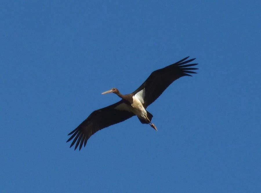 Birdwatching Algarve: Black Storks, Eleanora's Falcons, Red Phalarope ...