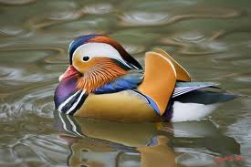 patos(diferentes rasas): encuentra diferentes rasas de patos