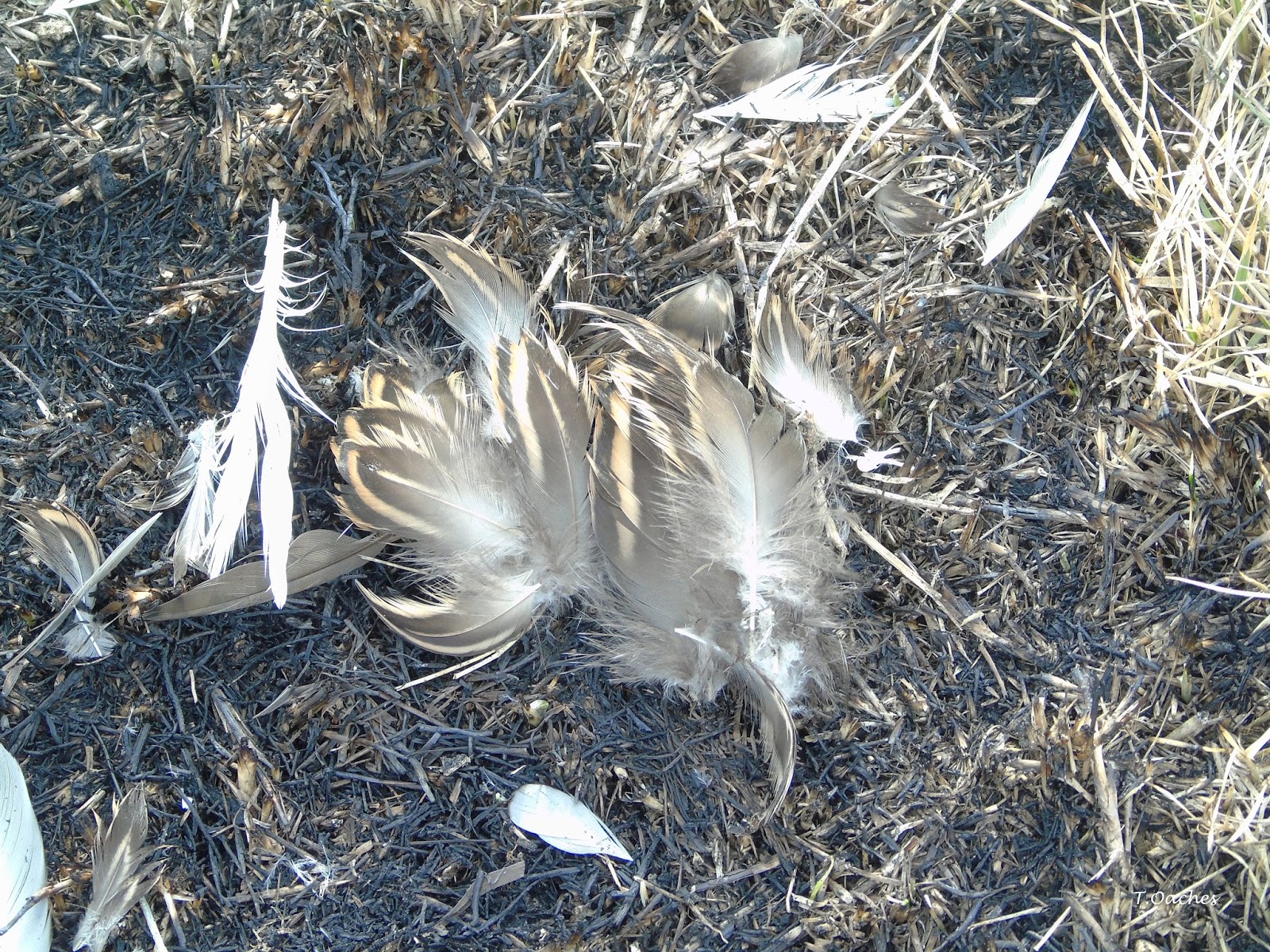 PASARI DIN ROMANIA: PENE