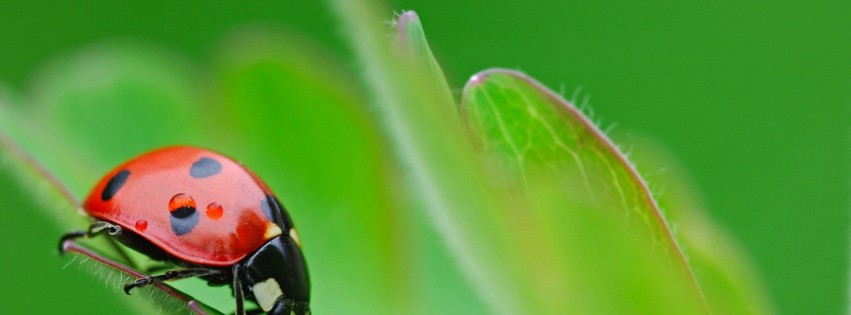 Facebook Covers ladybug #2 | Facebook Covers | Timeline, cover, Photo