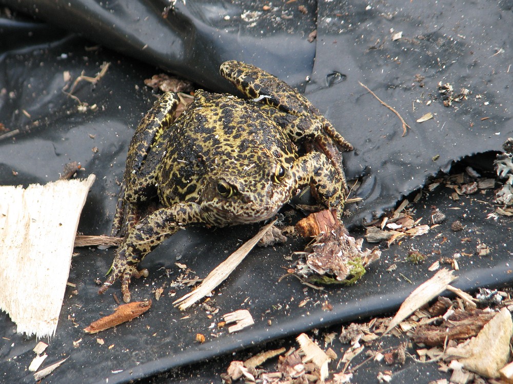 Metsarahva memuaarid: Rohukonn