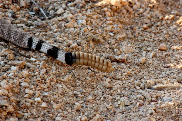 The Show and Tell Nature Blog: Some Old Friends