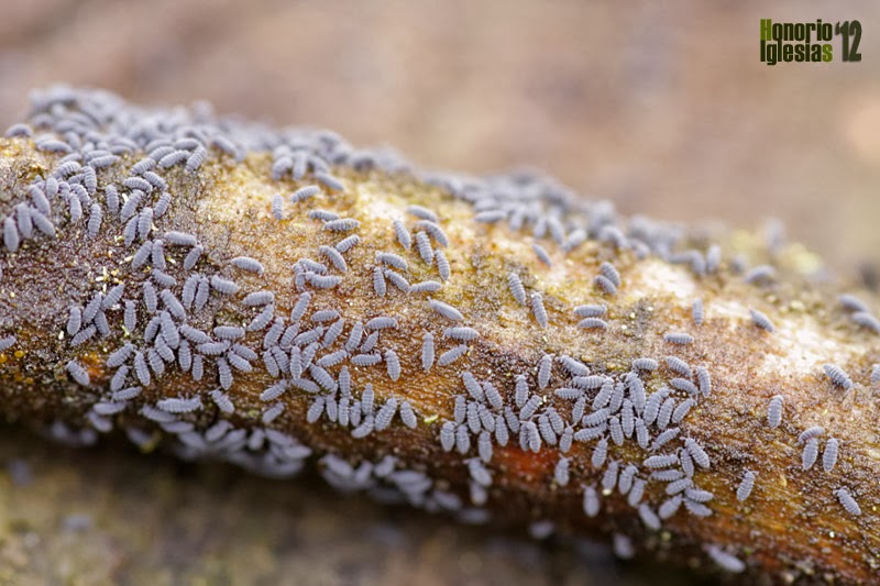 "EntoModa": Collembola