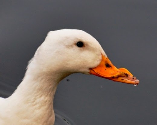 British Birds: The Story of Ailsa the Aylesbury Duck