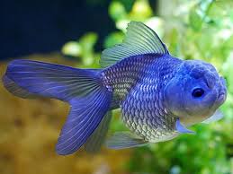 Ikan Koki Oranda dan Jenis-Jenisnya