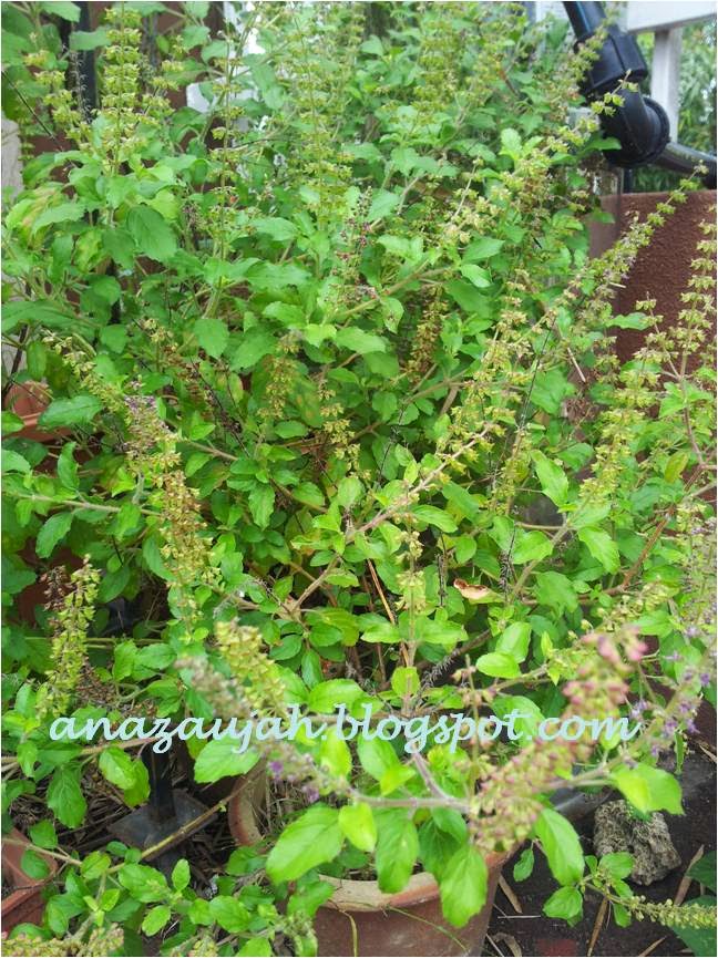 diari kebun~@na: Bunga-bunga kemangi